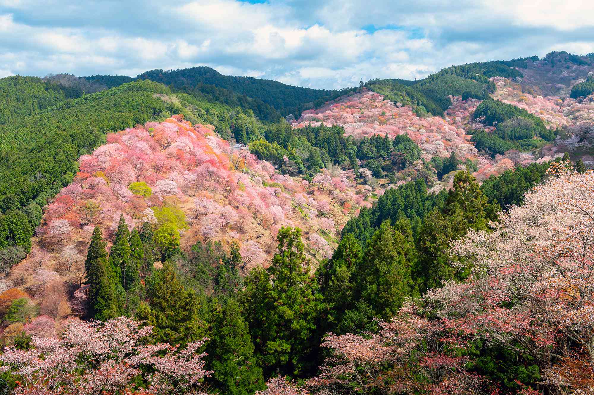Monte Yoshino en Japón es perfecto para ver cerezos en flor